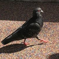 Brax the Alien Rocker Presents Tales From Planet Earth Volume 1 by Phil ...