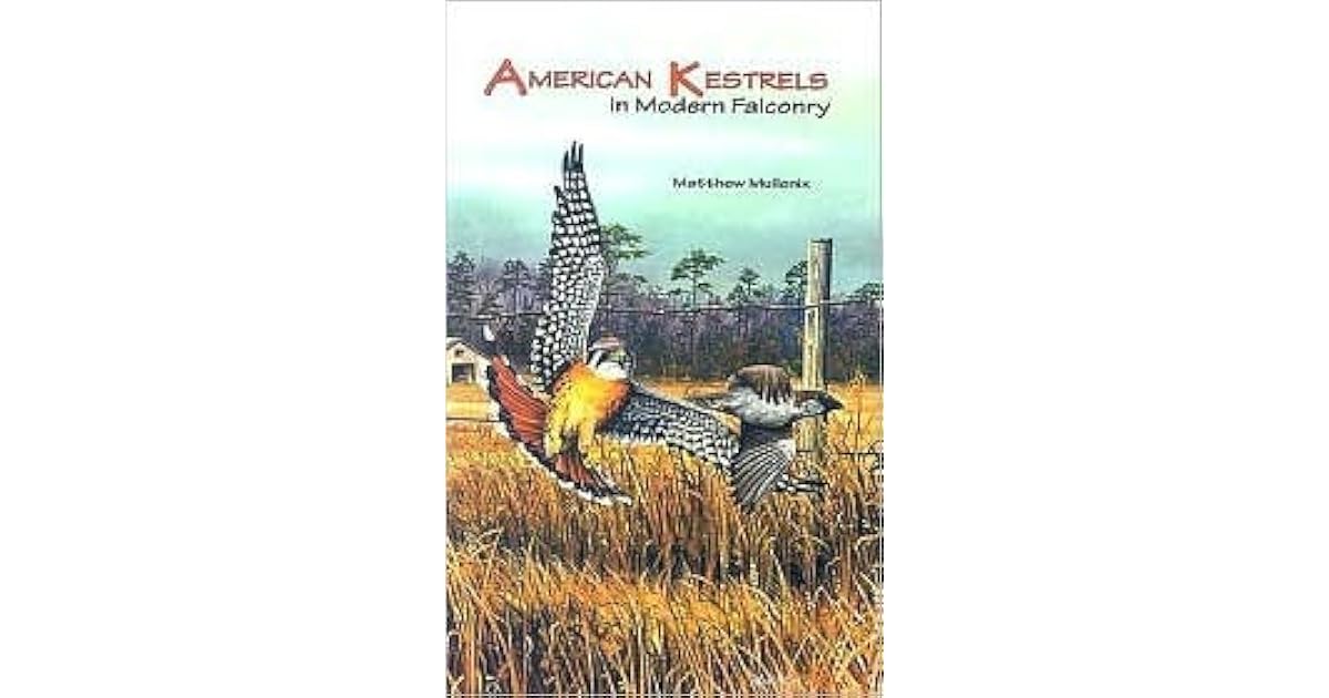 American Kestrels in Modern Falconry by Matthew Mullenix