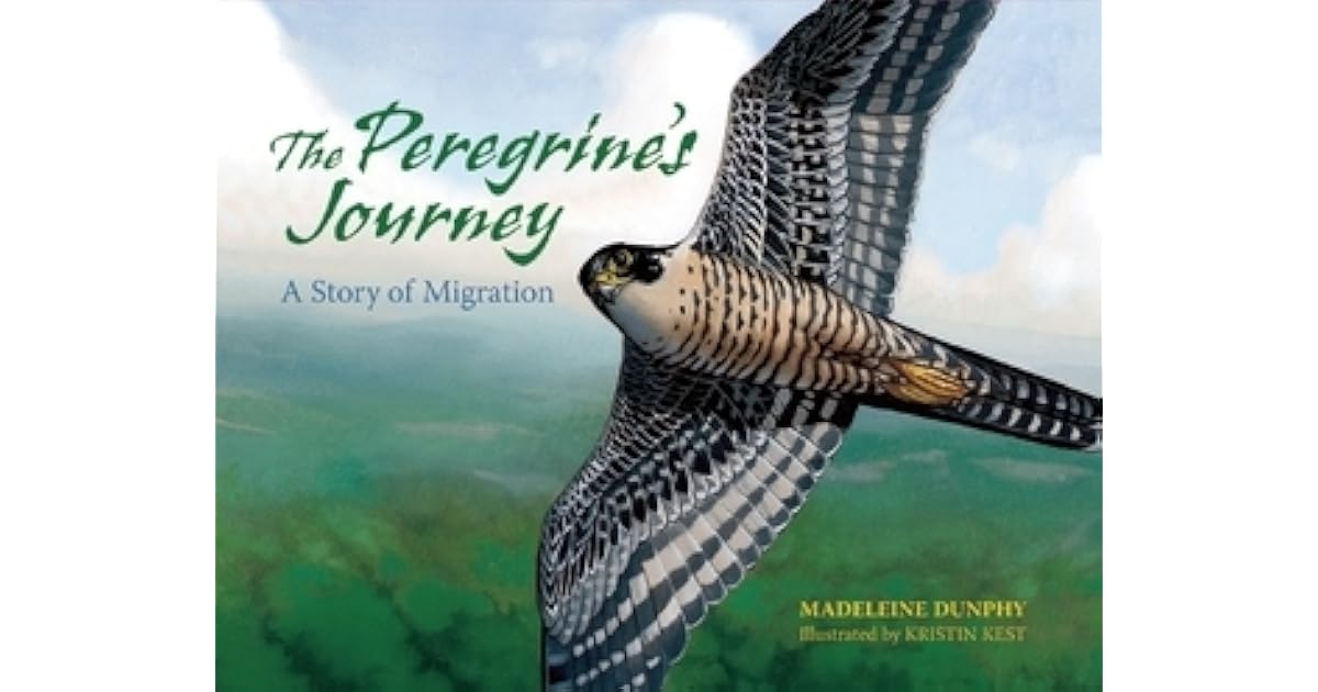 The Peregrine's Journey: A Story of Migration by Madeleine Dunphy