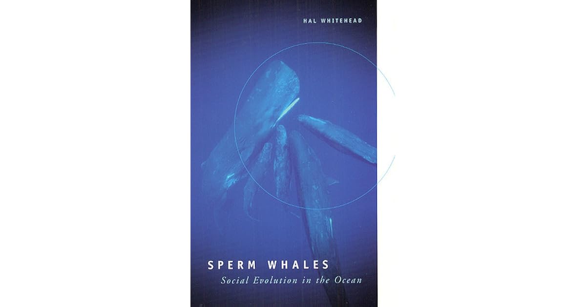 Sperm Whales: Social Evolution in the Ocean by Hal Whitehead