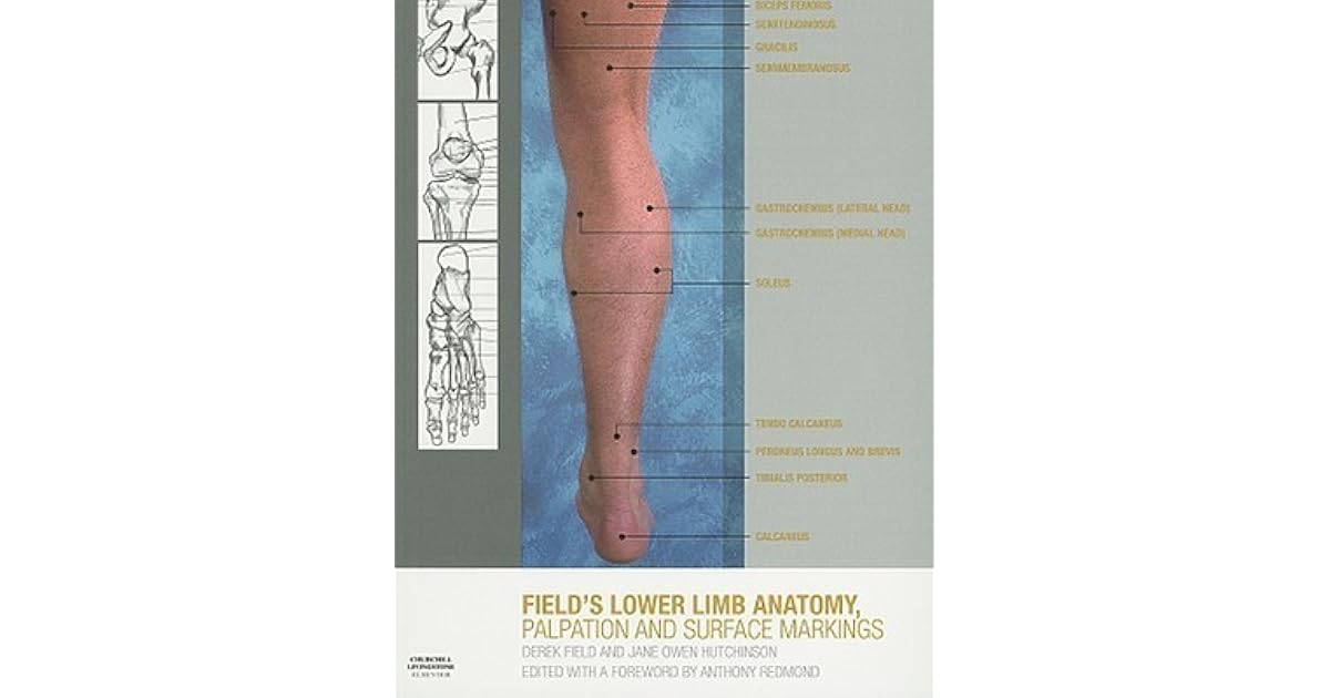 Lower Limb Anatomy, Palpation & Surface Markings by Derek Field