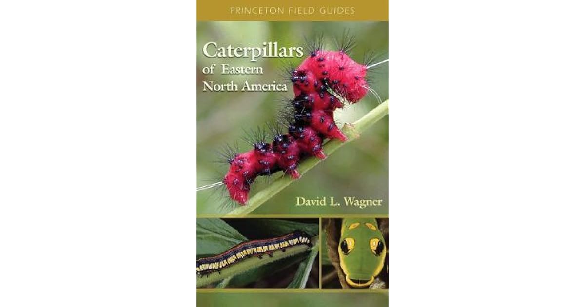 Caterpillars of Eastern North America: A Guide to Identification and ...