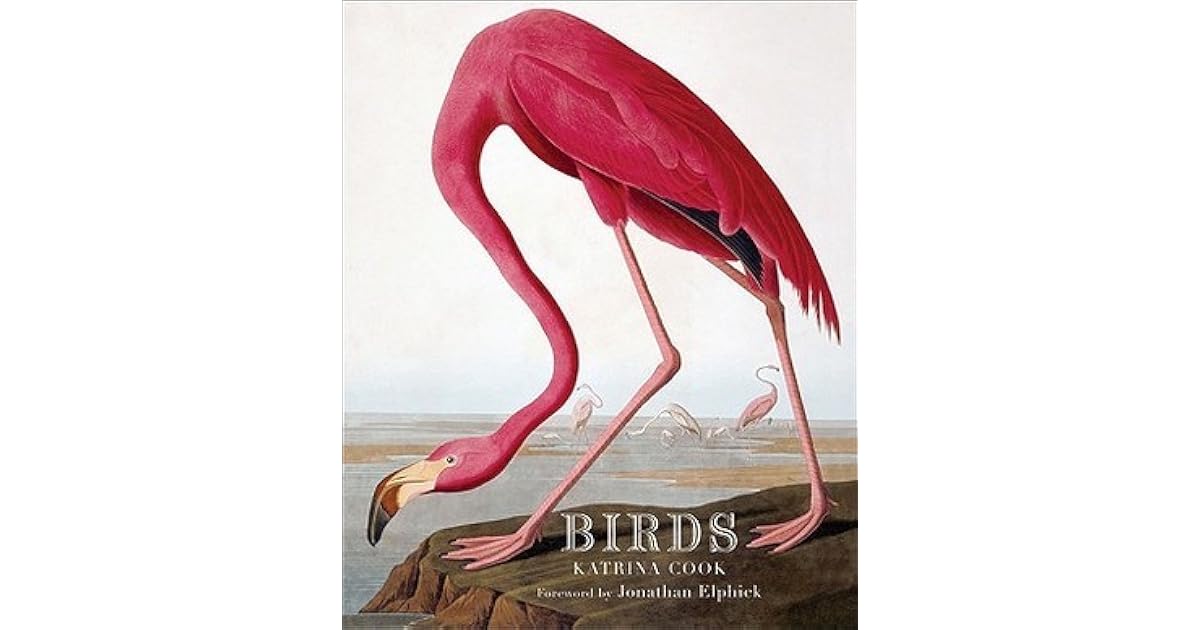 Birds by Katrina Cook