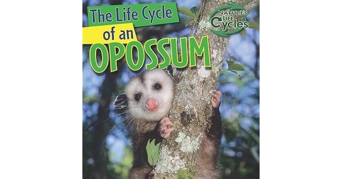 The Life Cycle of an Opossum by Barbara M. Linde
