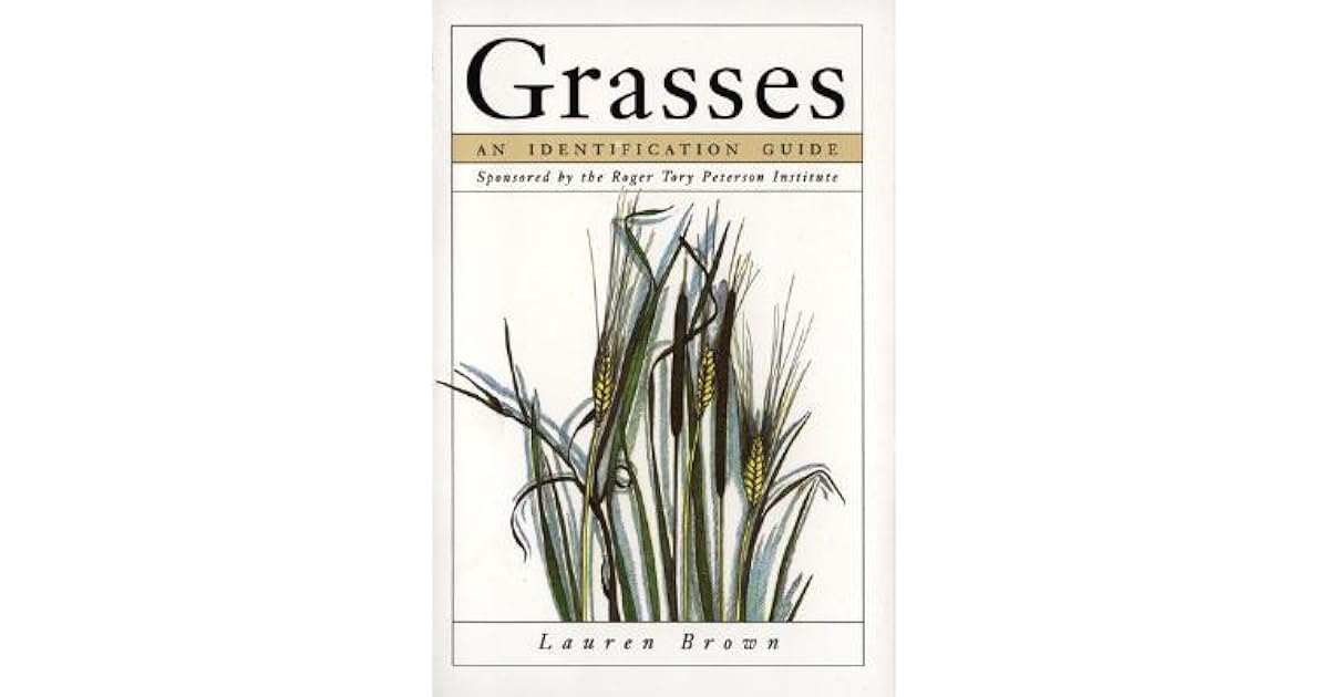 Grasses: An Identification Guide by Lauren Brown