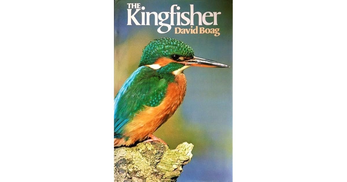 The Kingfisher by David Boag
