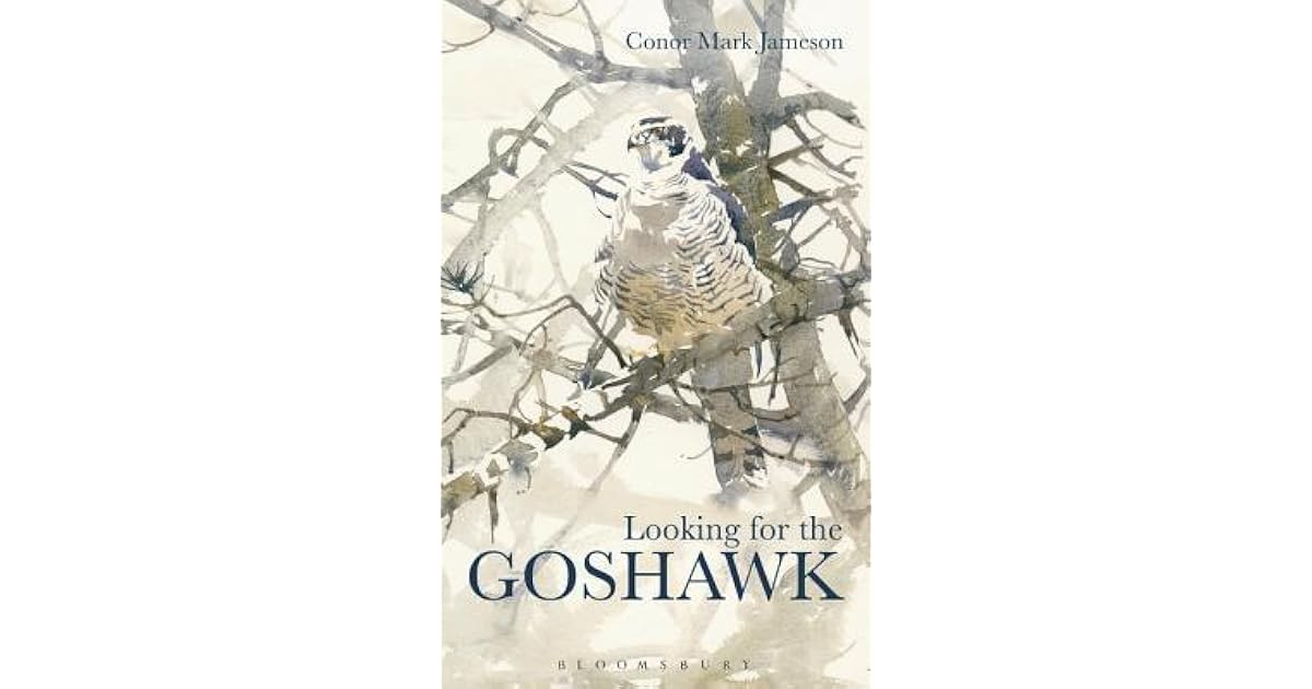 Looking for the Goshawk by Conor Mark Jameson