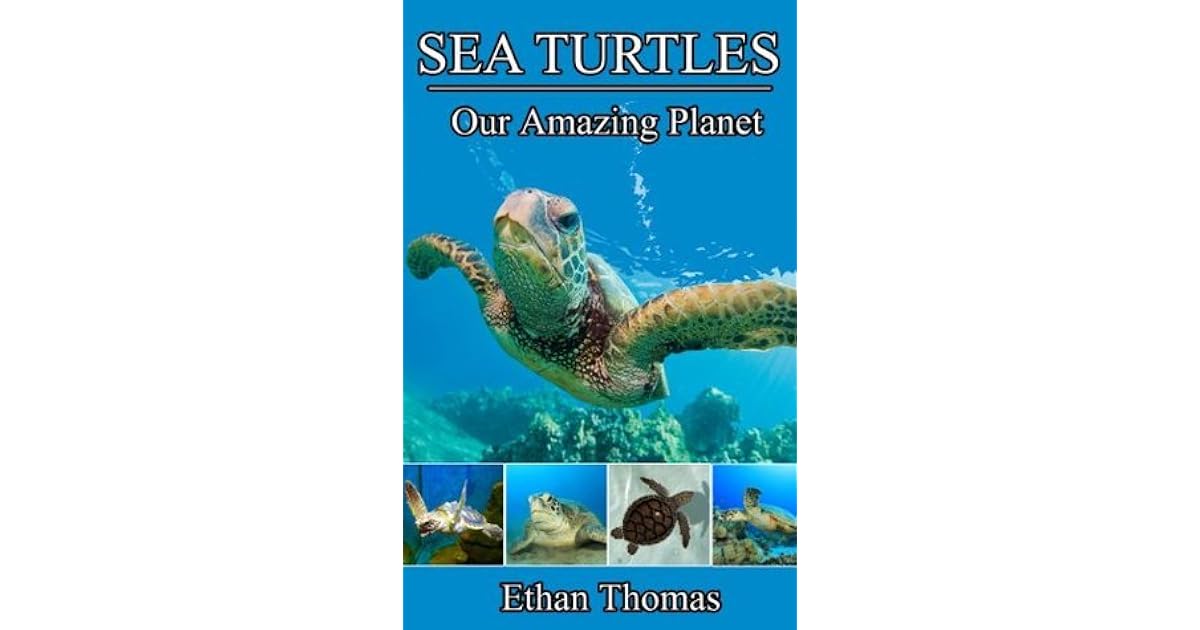 Sea Turtles! Sea Turtle Book for Kids - Fun Facts and Sensational Full ...