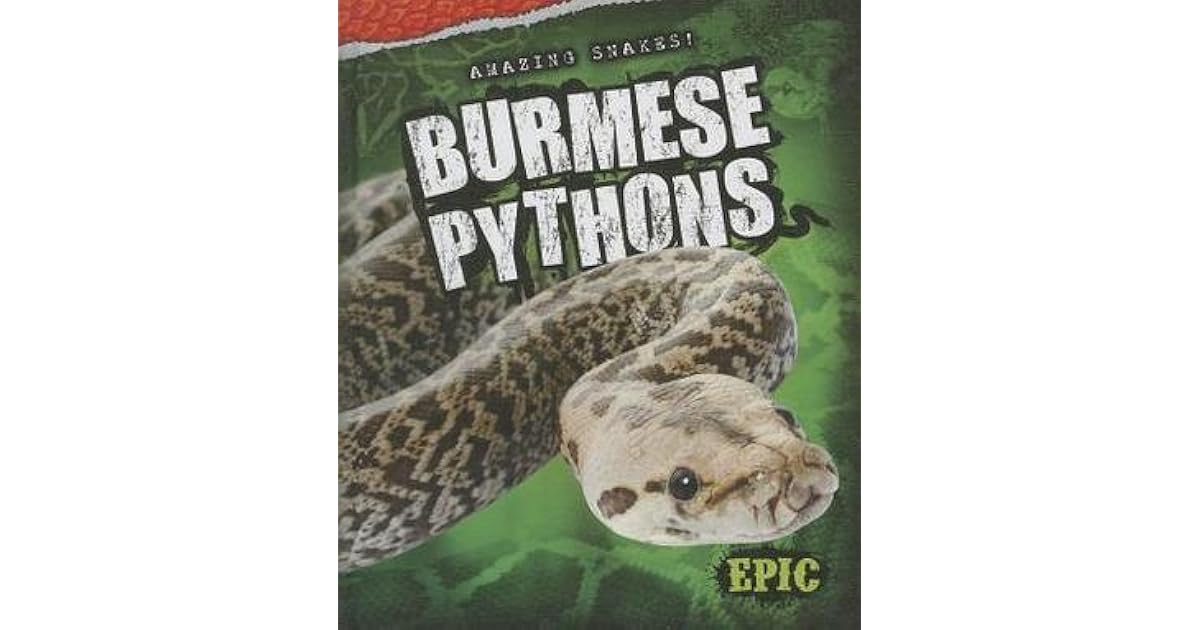 Burmese Pythons by Emily Rose Oachs