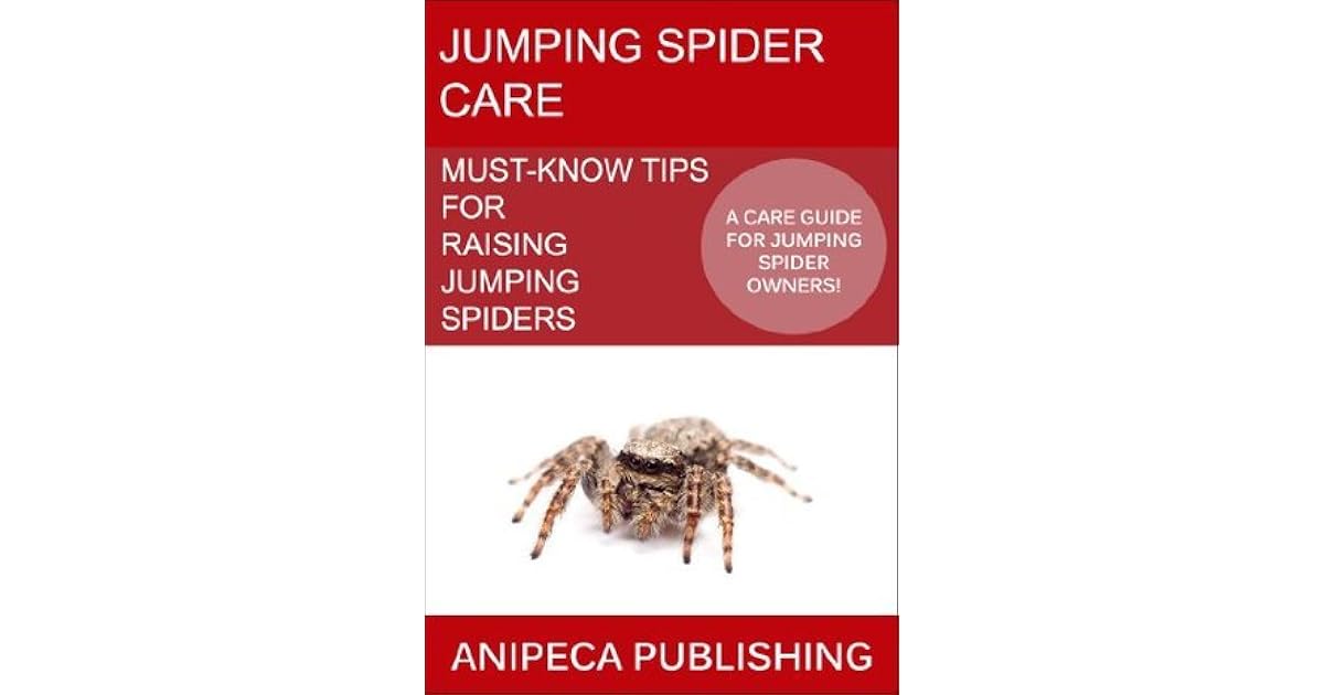 Jumping Spider Care: Must-Know Tips For Raising Jumping Spiders by ...