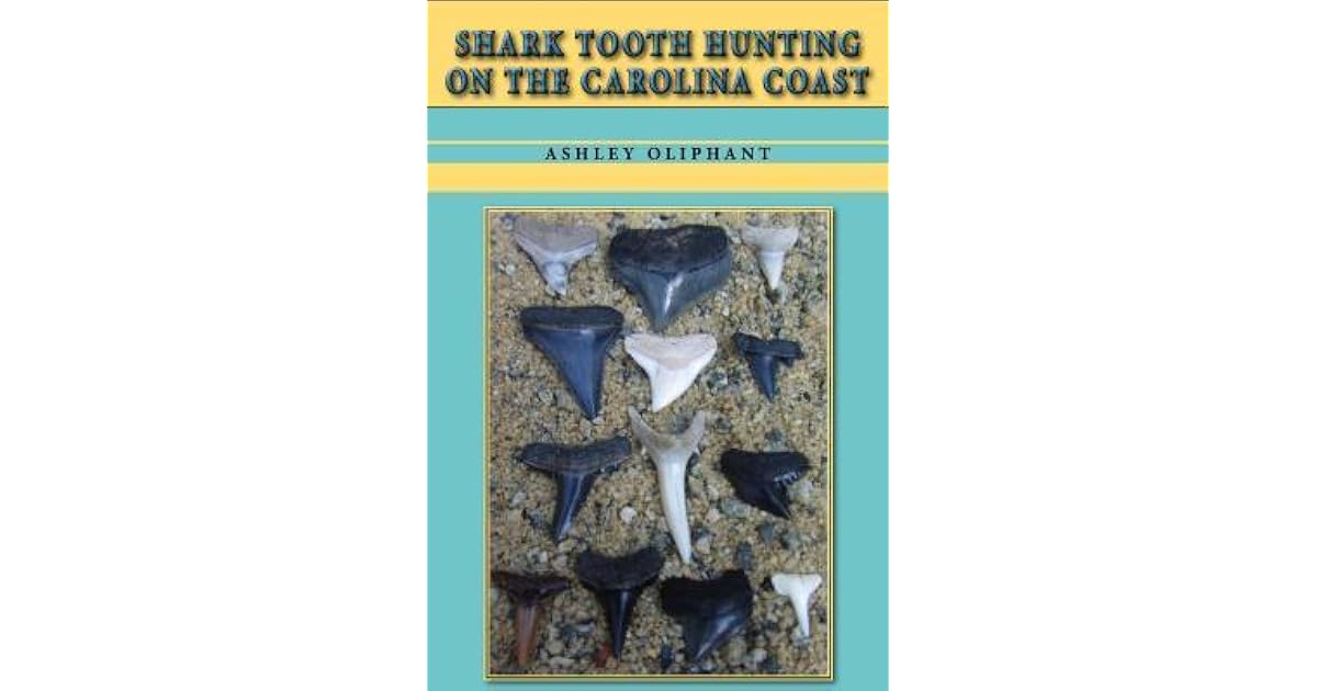 Shark Tooth Hunting on the Carolina Coast by Ashley Oliphant
