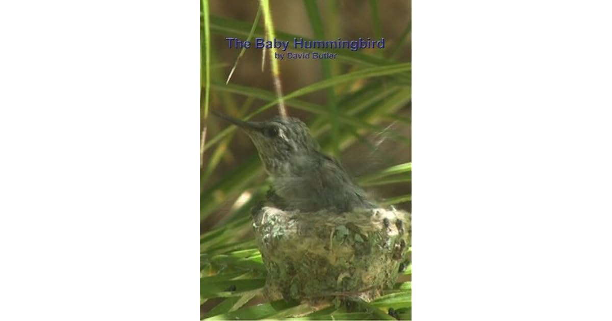 The Baby Hummingbird by David Butler