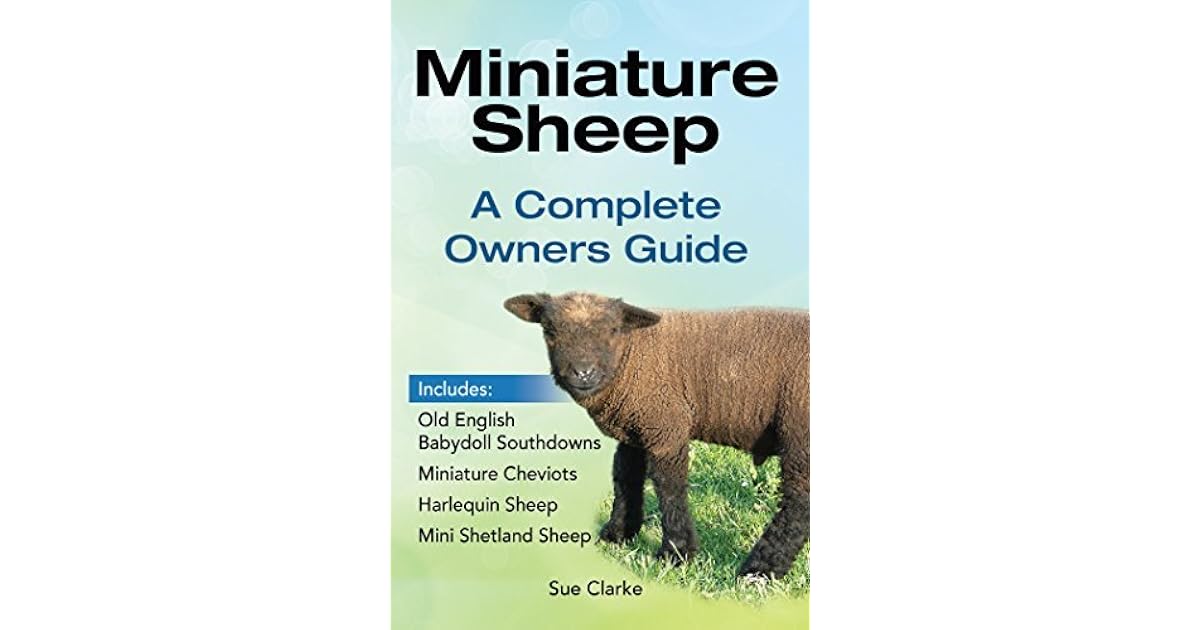 Miniature Sheep. A Complete Owners Guide.: Old English Babydoll ...