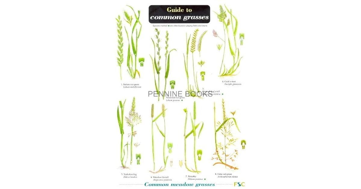 Guide to Common Grasses by Mark Gardener