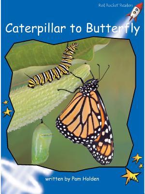 Caterpillar to Butterfly by Pam Holden