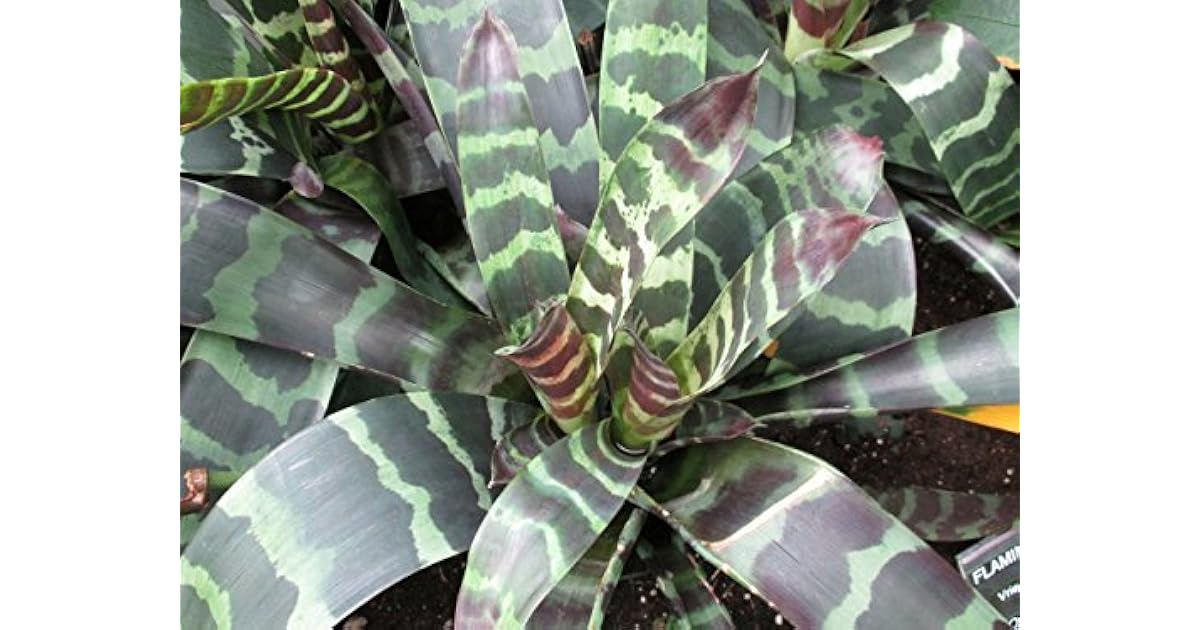 Flaming sword is a species of flowering plant in the bromeliad family ...