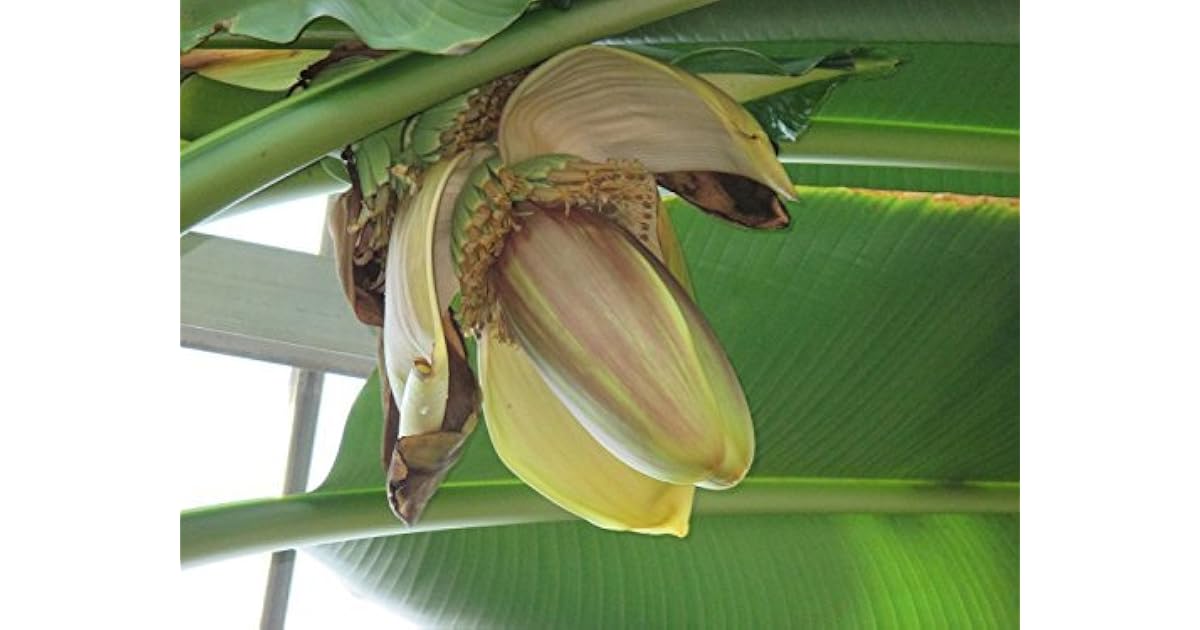 Musa basjoo: Japanese fiber banana by W. Tohme