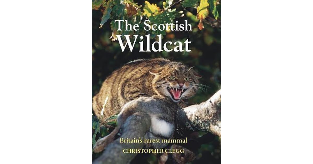 The Scottish Wildcat by Christopher Clegg
