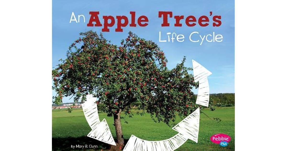An Apple Tree's Life Cycle by Mary R. Dunn