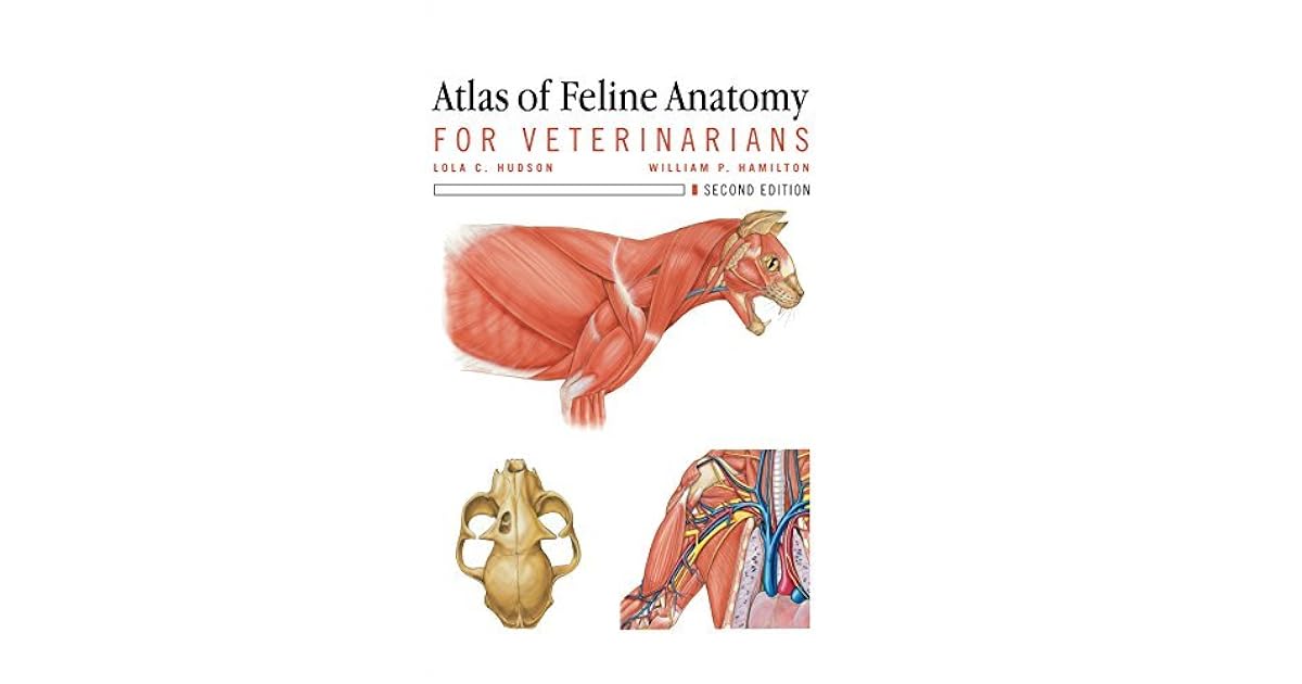 Atlas of Feline Anatomy For Veterinarians by Lola Hudson