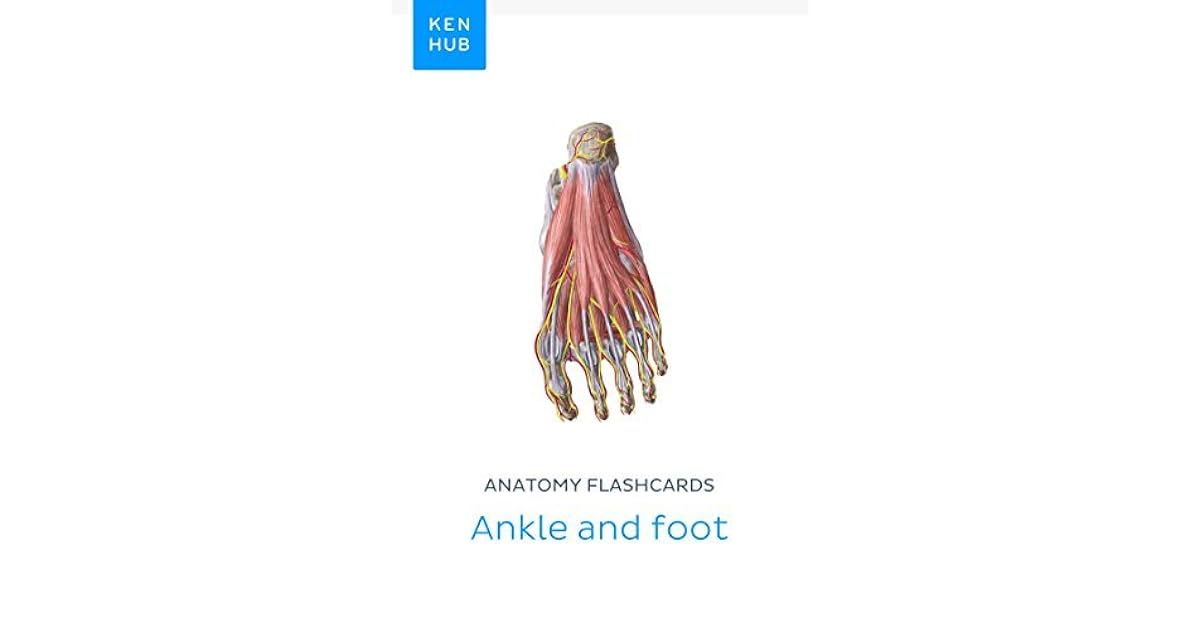 Anatomy flashcards: Ankle and foot: Learn all bones, ligaments and ...