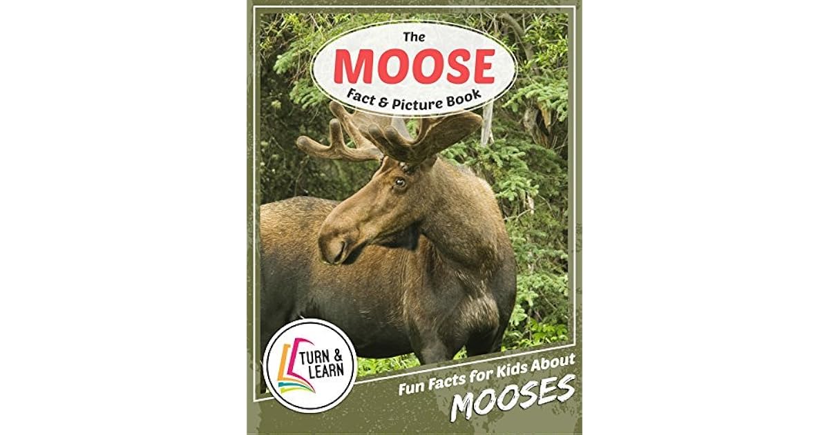 The Moose Fact and Picture Book: Fun Facts for Kids About Mooses by ...