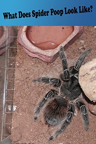 What Does Spider Poop Look Like? by N.A. Cauldron