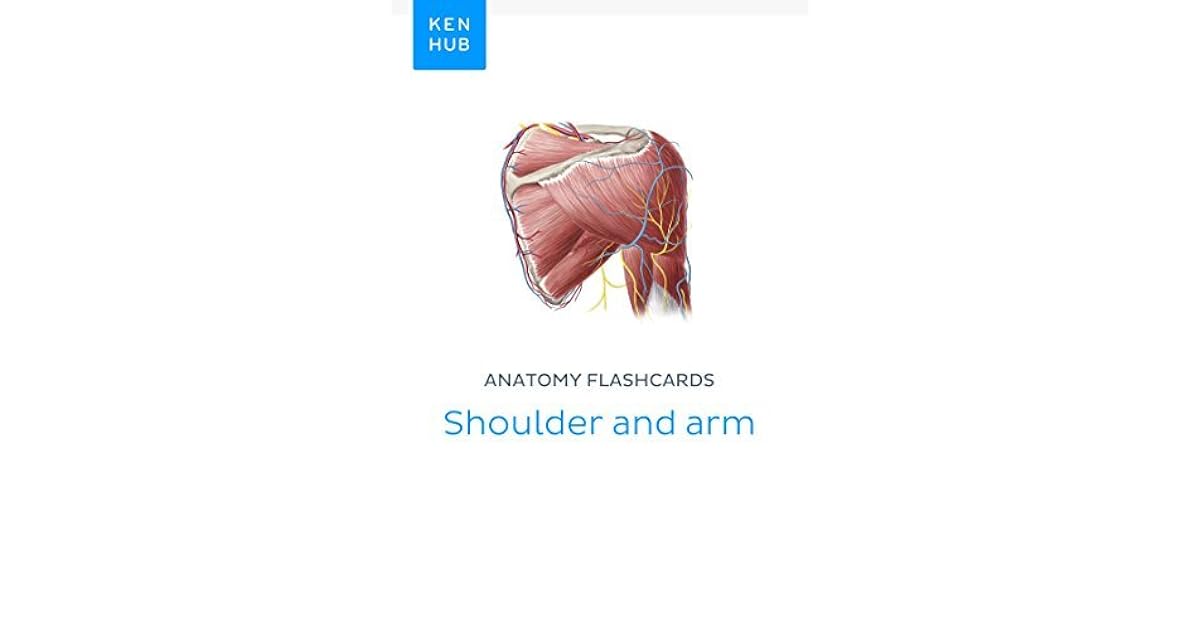 Anatomy flashcards: Shoulder and arm: Learn all bones, ligaments and ...