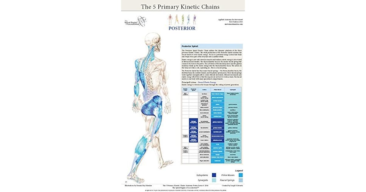 The Five Primary Kinetic Chains Poster Set by Joseph Schwartz