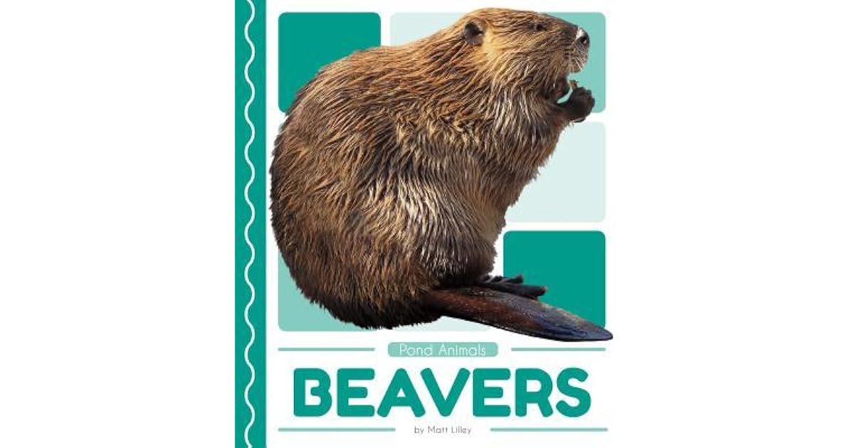 Beavers by Matt Lilley