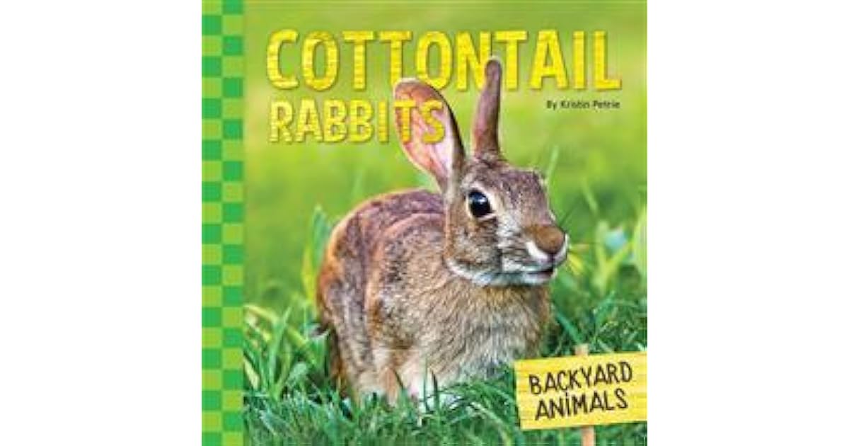 Cottontail Rabbits by Kristin Petrie