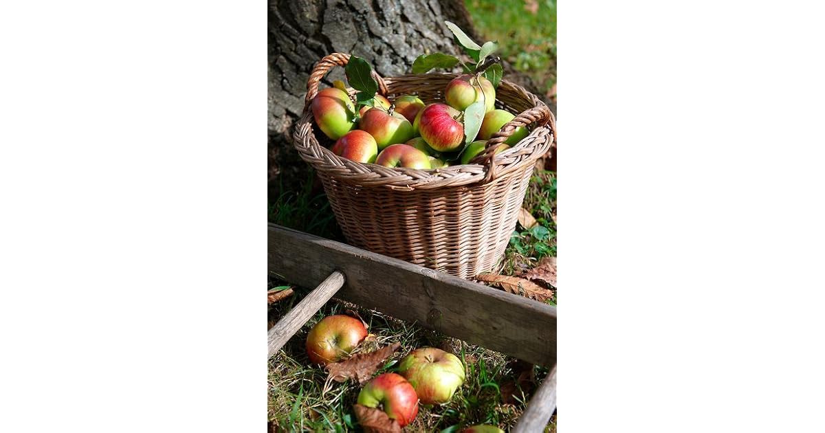 After Apple-picking by Robert Frost