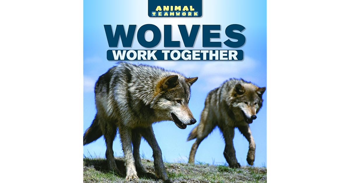 Wolves Work Together by Mike Scout