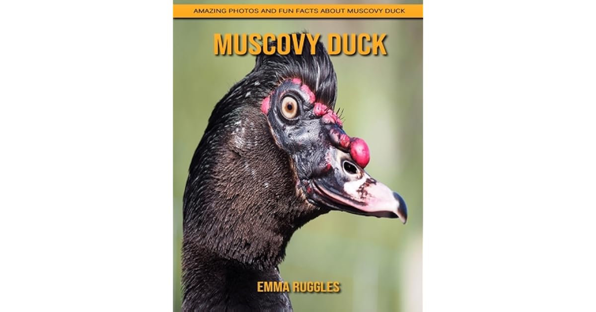 Muscovy Duck: Amazing Photos and Fun Facts about Muscovy Duck by Emma ...