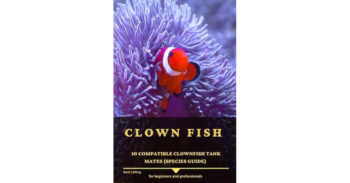 Clown Fish: 10 Compatible Clownfish Tank Mates by Neal Caffrey