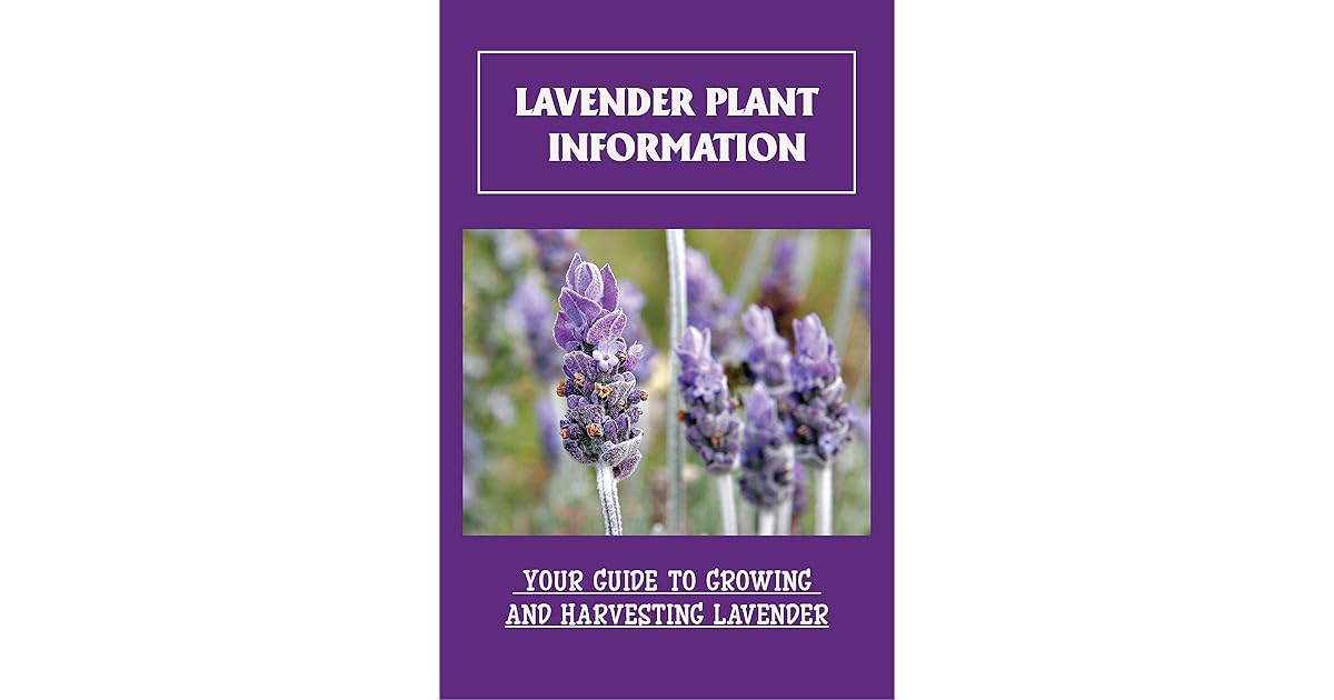 Lavender Plant Information: Your Guide To Growing And Harvesting ...