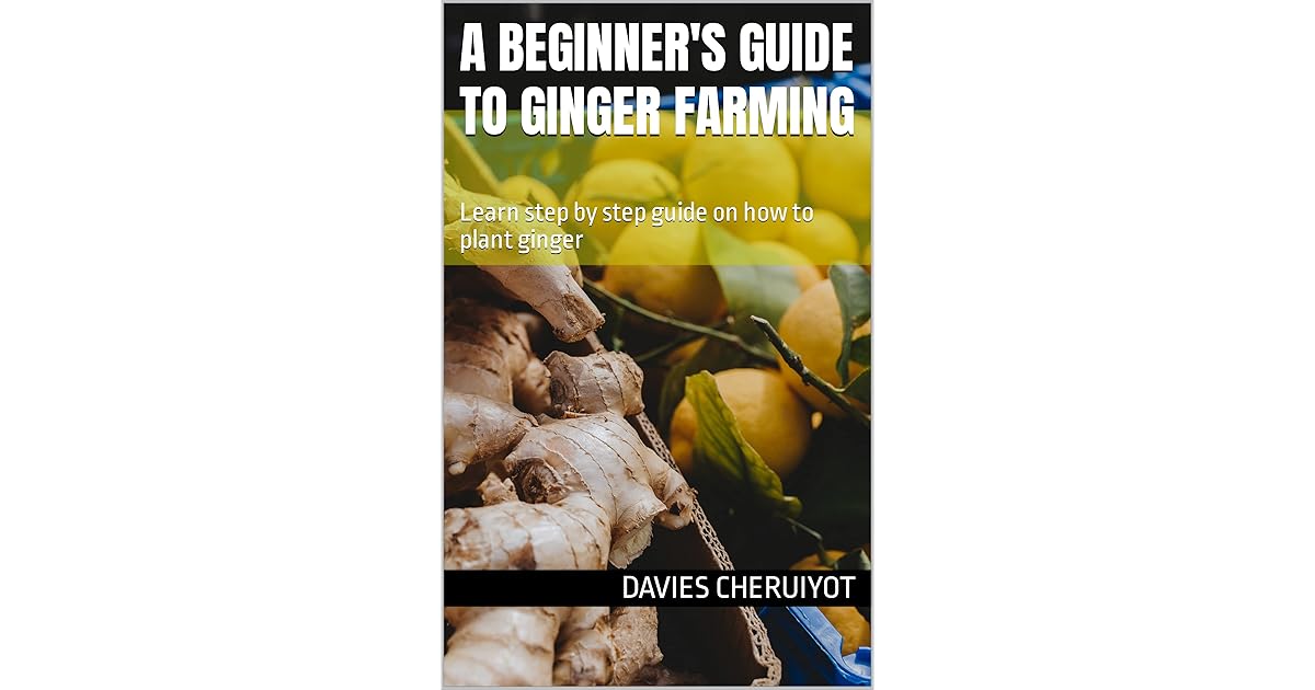 A BEGINNER'S GUIDE TO GINGER FARMING: Learn step by step guide on how ...
