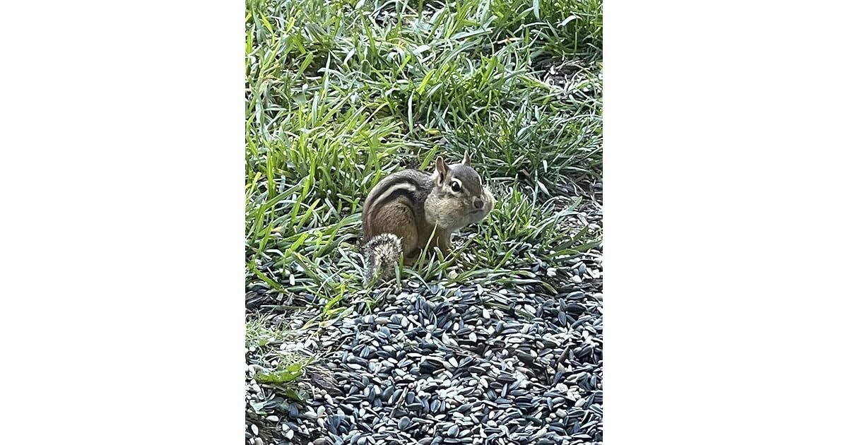 Snuffy The Hungry Chipmunk by Mark French