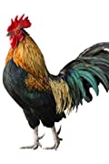 Beware of Chicken Series by CasualFarmer