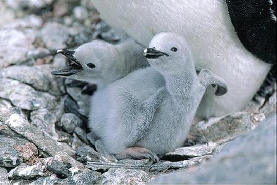 Penguins Rock!!! - Types of penguins: Chinstrap Penguins Showing 1-3 of 3