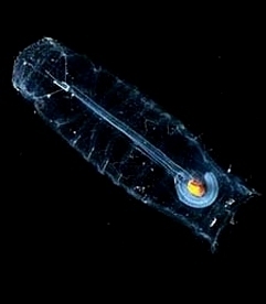 Green Group - Book Club Annex Featured Species: Salps Showing 1-4 of 4