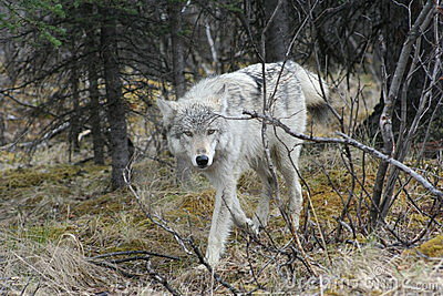 Wild Wolves (A Wolf Roleplay) - Silver Pines Pack (Advanced): Silver ...