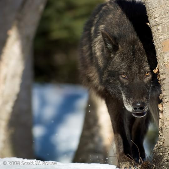 Wild Wolves (A Wolf Roleplay) - Lone Wolves: Lone Wolf Characters ...