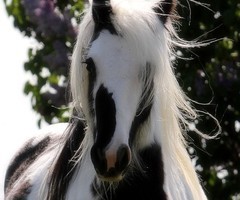 Silver Leaf Stables - Characters: Humans Showing 1-22 of 22