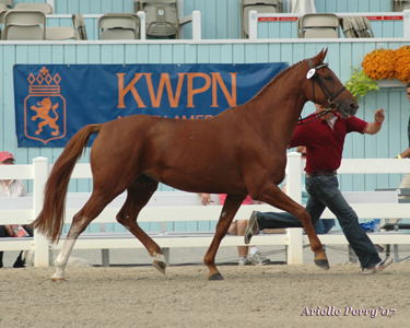 Silver Lake Stables - Create Your Characters!: Create Your Horses ...