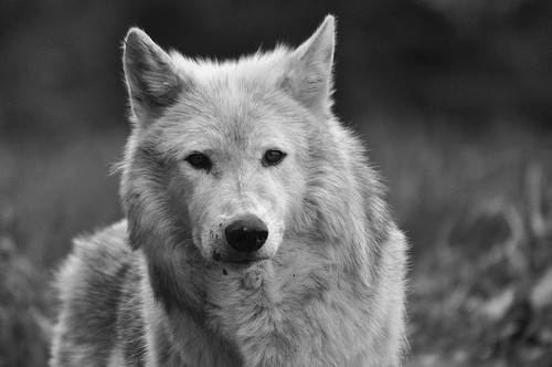 Wild Wolves (A Wolf Roleplay) - Breeze Pack: Breeze Pack Characters ...