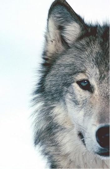 Wild Wolves (A Wolf Roleplay) - Breeze Pack: Breeze Pack Characters ...