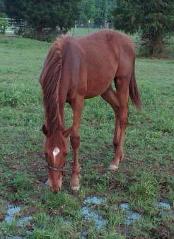 Silver Leaf Stables - Characters: Horses Showing 1-24 of 24
