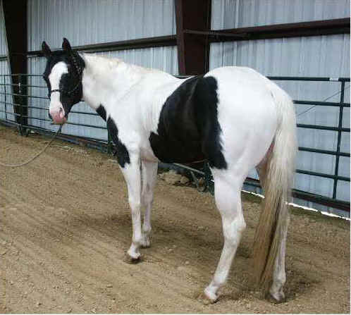 Silver Leaf Stables - Characters: Horses Showing 1-24 of 24