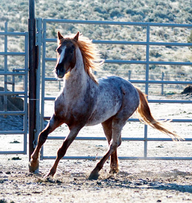 Silver Leaf Stables - Characters: Horses Showing 1-24 of 24